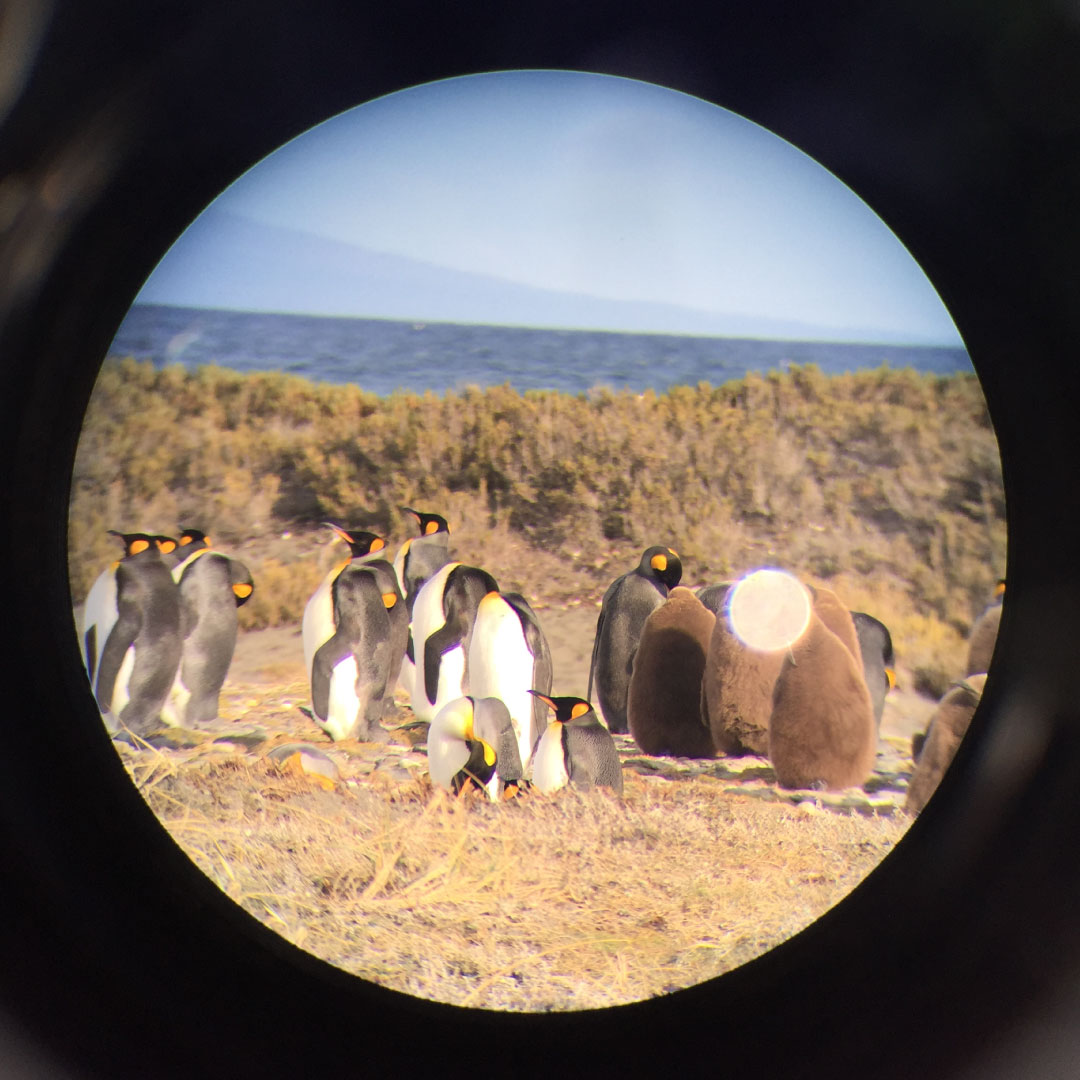 La Aventura del Pinguino Rey / Tierra del Fuego / aprendizaje